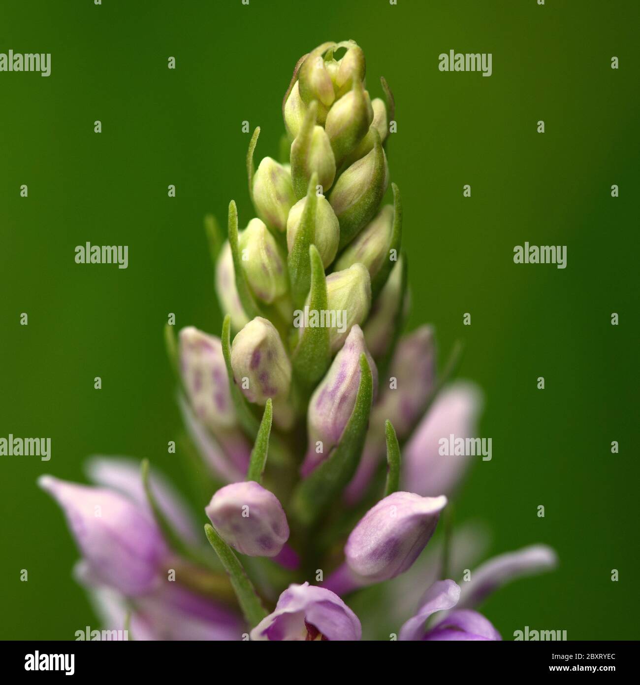 Macro photography of orchid flower hi-res stock photography and images ...
