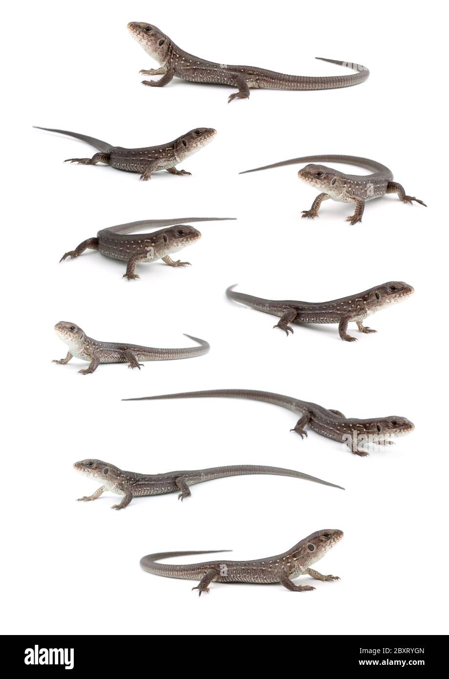 Set of nine different lizards isolated on white background Stock Photo ...