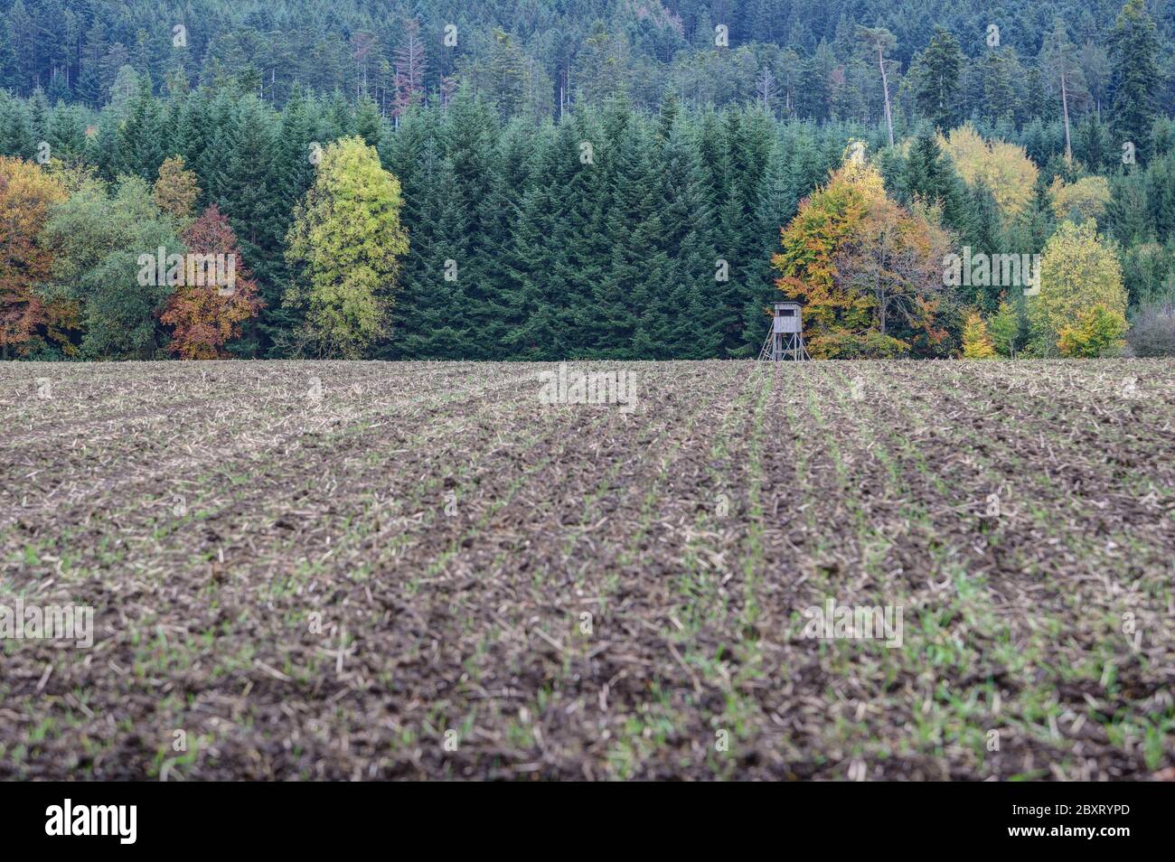 Autumn in the hunting ground. Behind the wide, freshly sown field, the ...