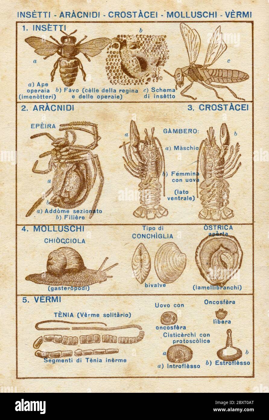 Insects and shellfish hi-res stock photography and images - Alamy