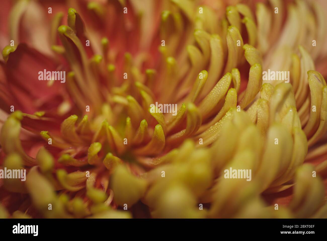 Beautiful flower up close Stock Photo - Alamy