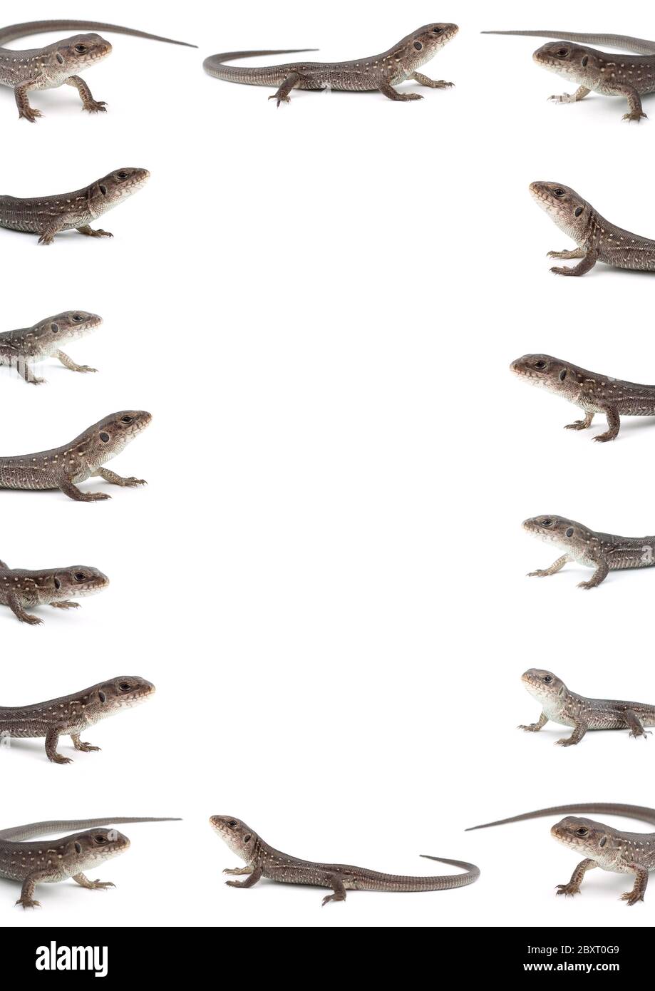 Types Of Lizards Chart