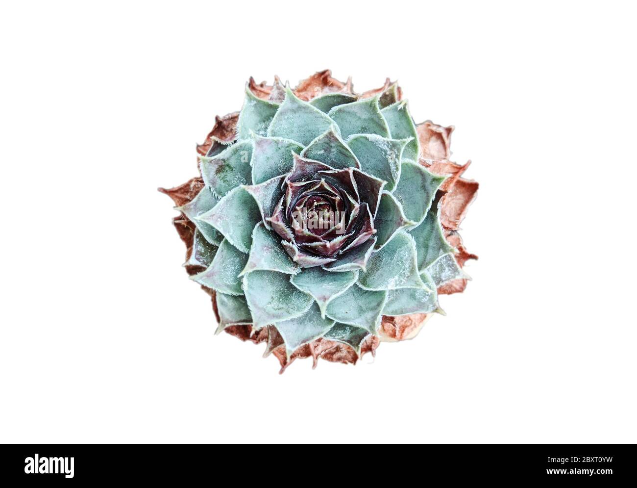 Succulent plants purple Cut Out Stock Images & Pictures - Alamy