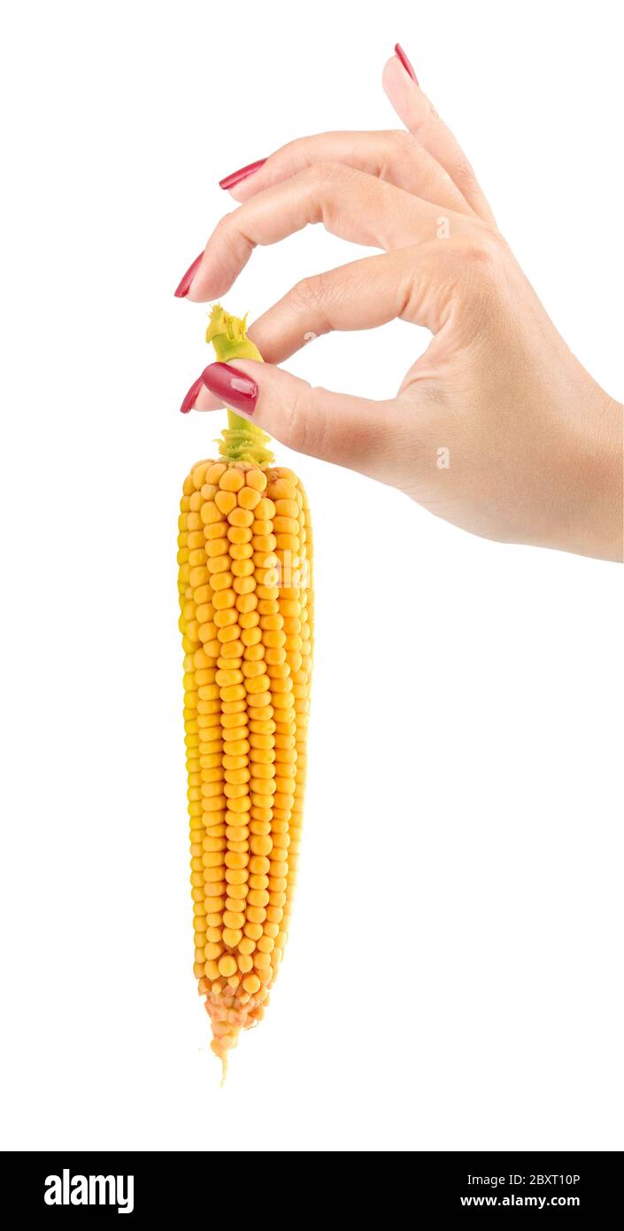 Corn in the hand isolated on white background Stock Photo - Alamy