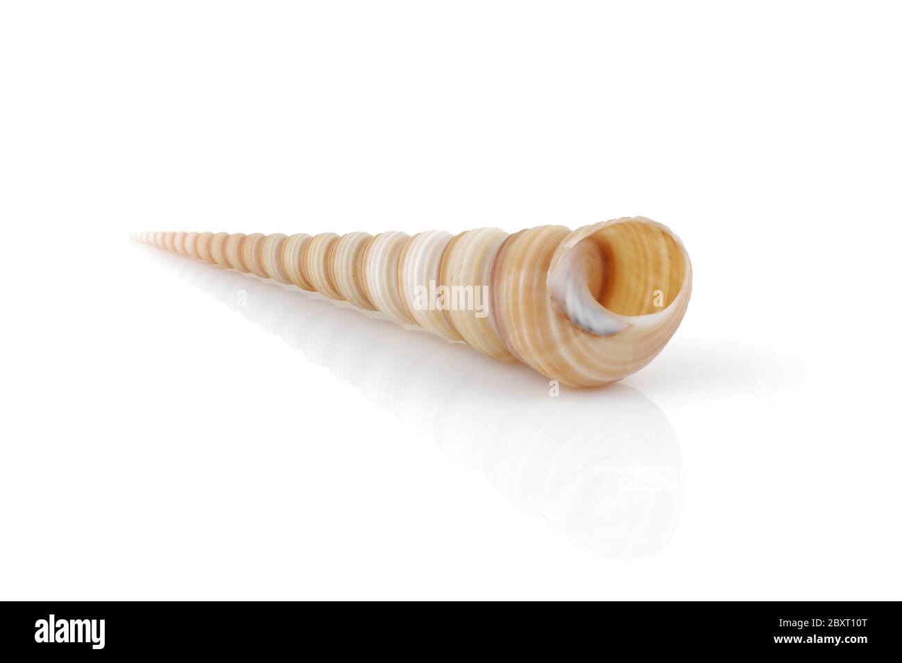 Snail outline hi-res stock photography and images - Alamy