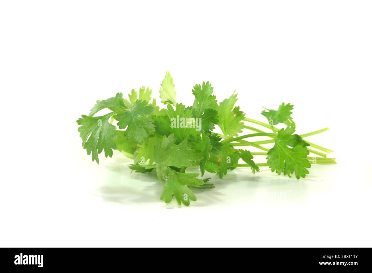Cabbage coriander Cut Out Stock Images & Pictures - Alamy