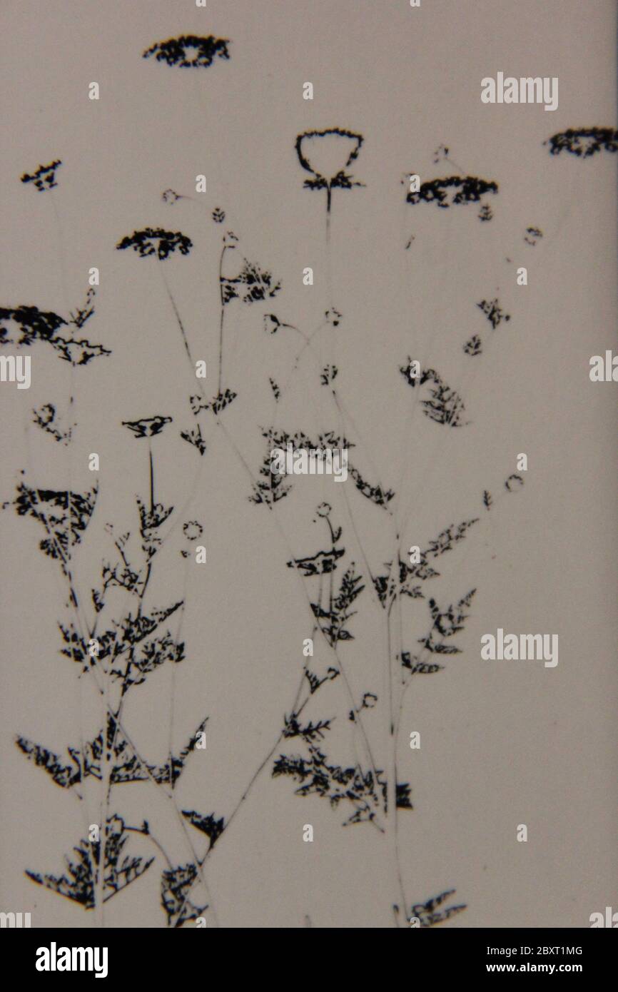 Fine 1970s vintage black and white photography of the beauty of nature ...