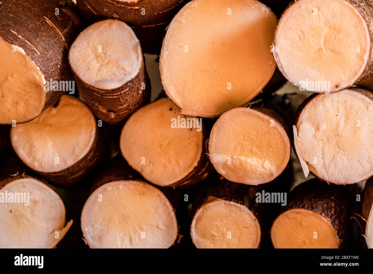 Cassava, also called manioc, yuca, balinghoy, mogo, mandioca, kamoteng ...