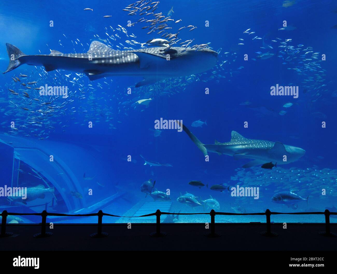 Japan okinawa aquarium hi-res stock photography and images - Alamy