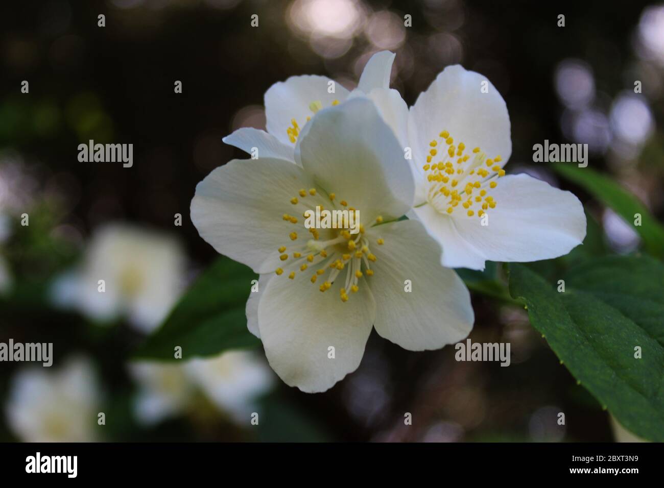 Beautiful white flowers with four petals with a dark background ...