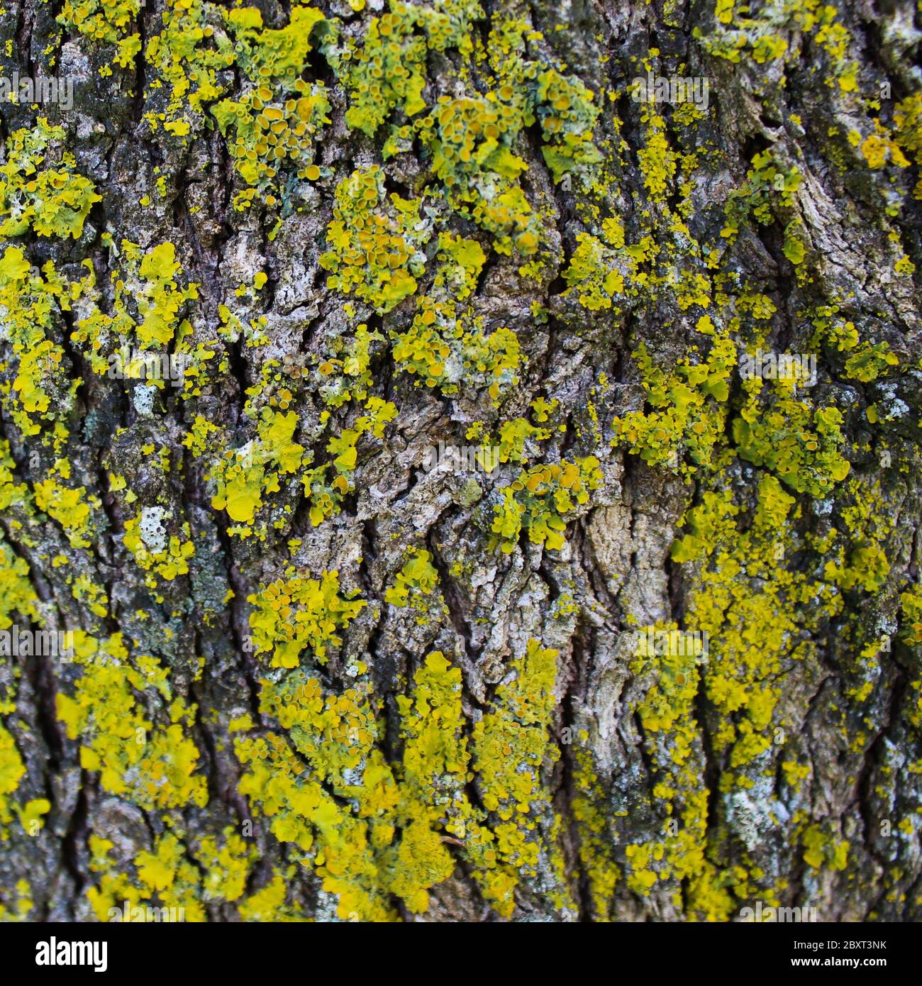 Tree Fungi. Yellow mold on the tree bark. Texture. Beja, Portugal Stock ...