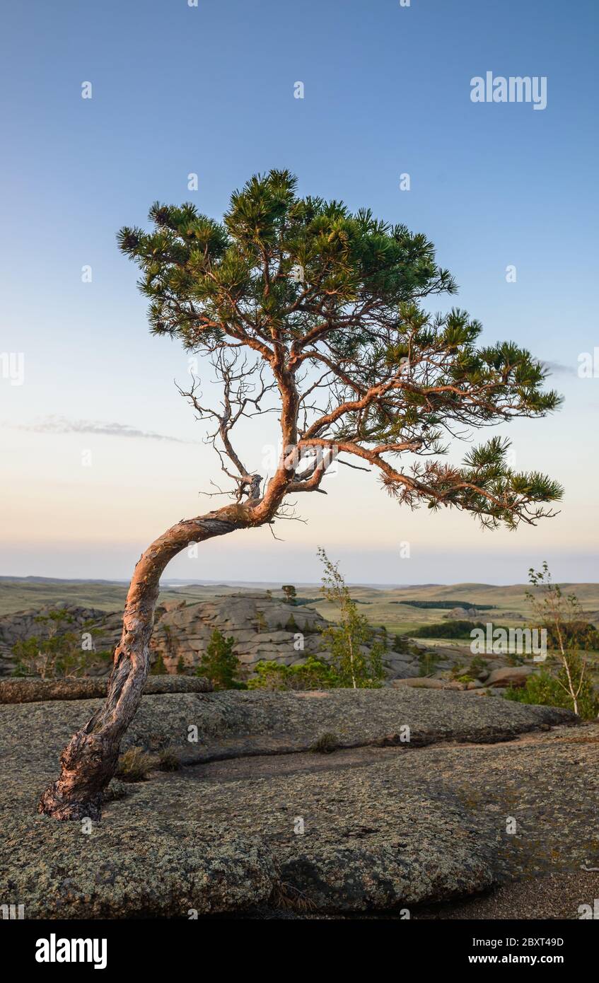 Tree growing on stone hi-res stock photography and images - Alamy