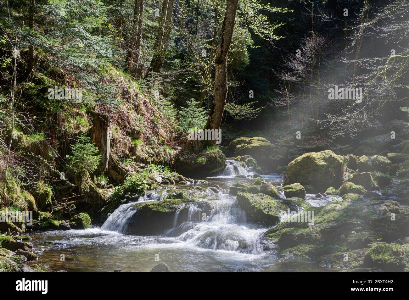 The wild mountain stream of Ravenna in the Black Forest flows over ...