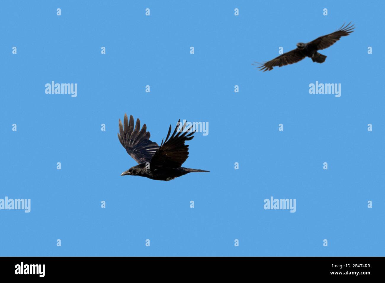 Crows in flight hi-res stock photography and images - Alamy