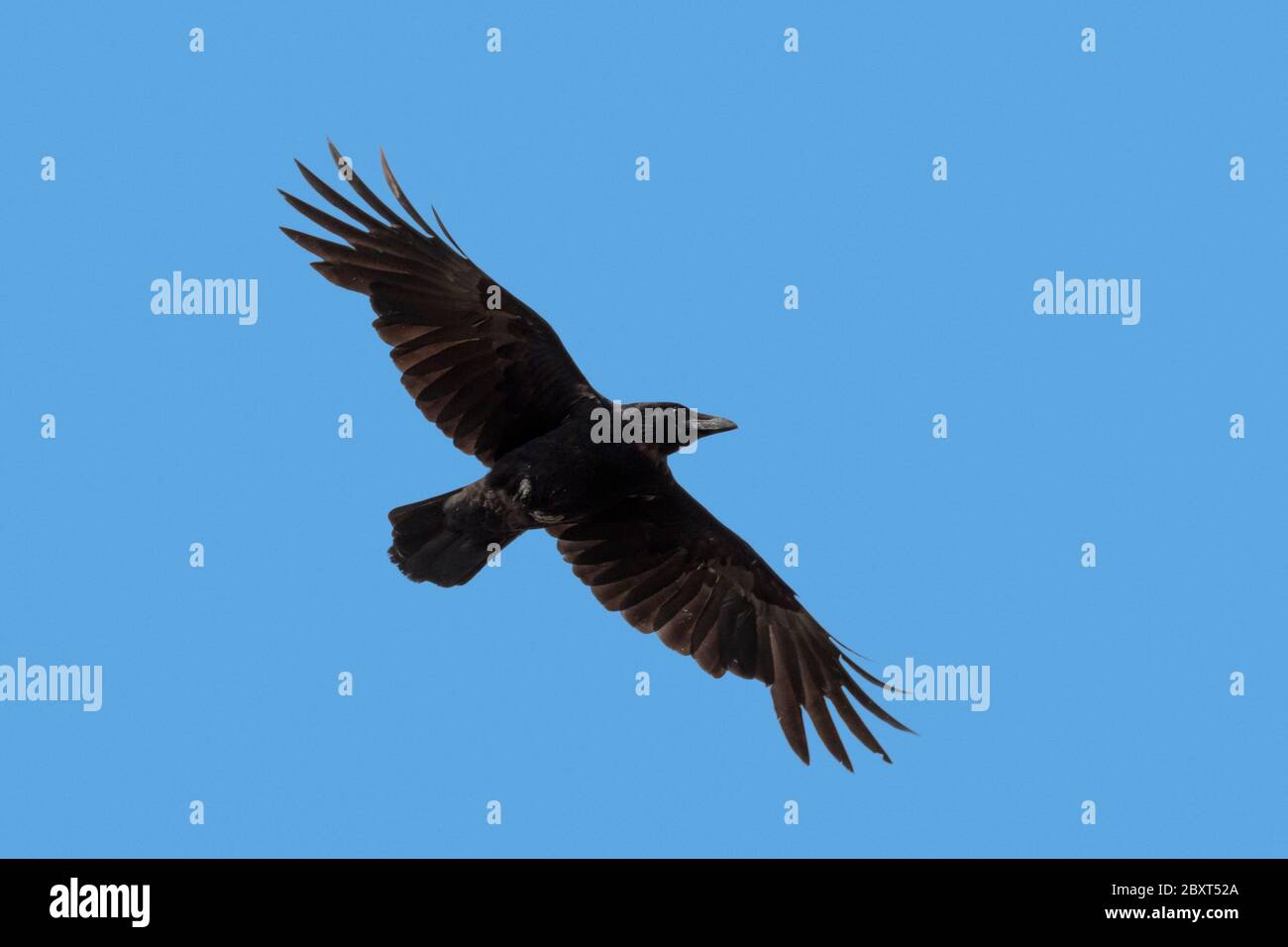 Carrion crow flight hi-res stock photography and images - Alamy