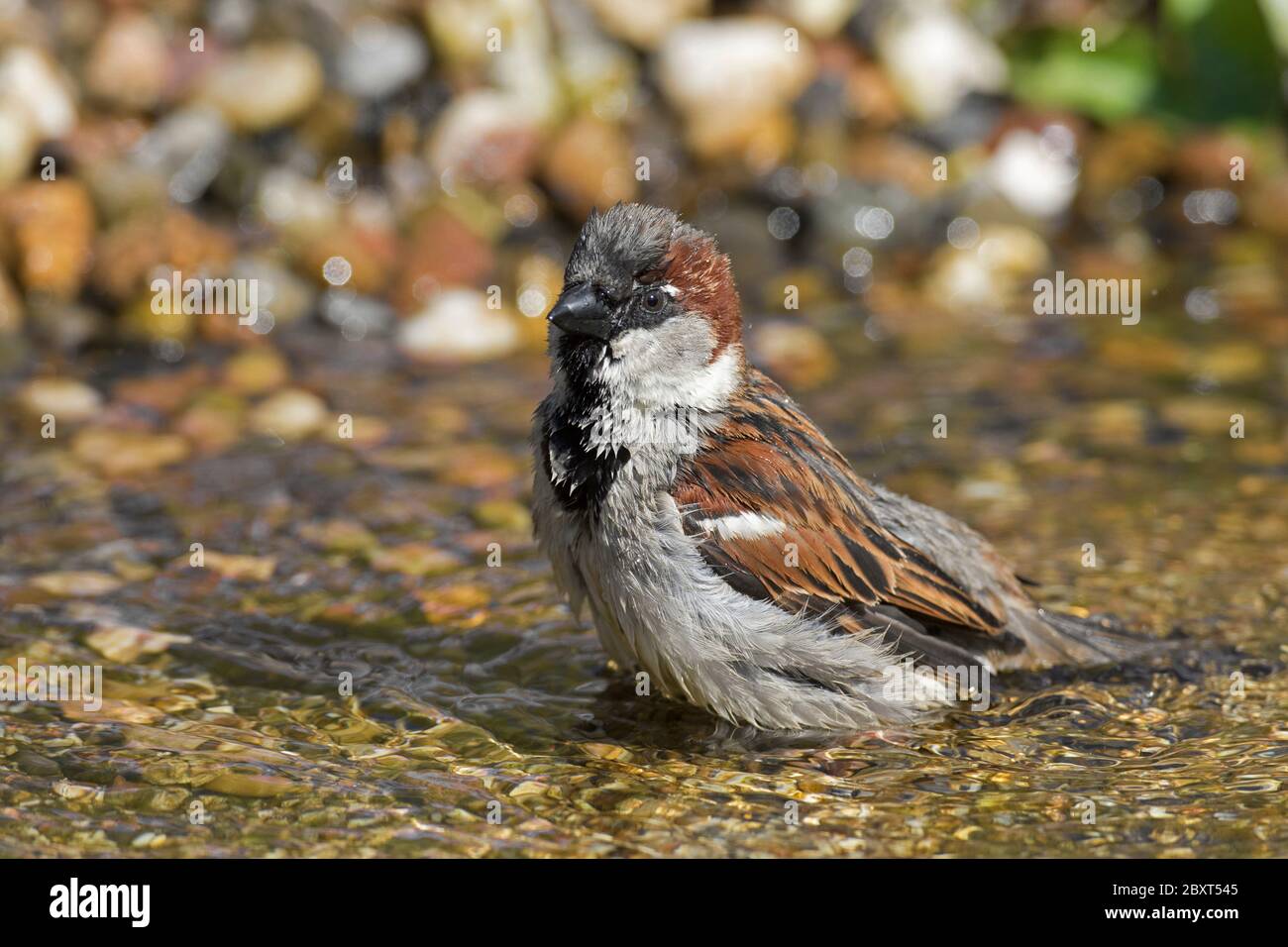 House sparrow (Passer domesticus) male bathing in shallow water of ...