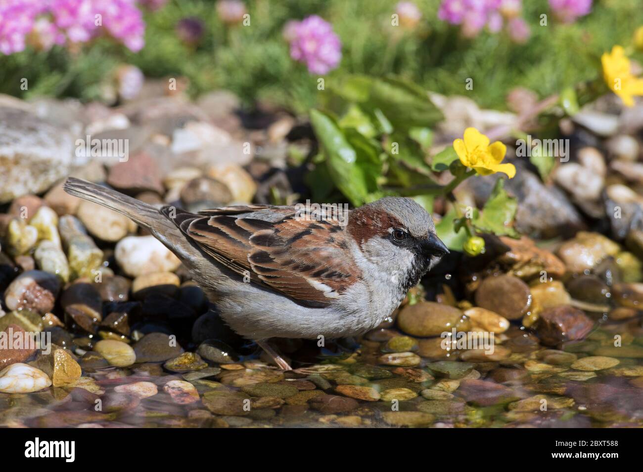 House sparrow (Passer domesticus) male drinking water from brook ...