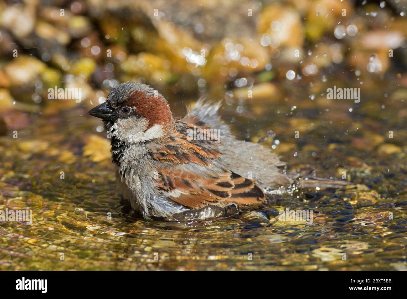 House sparrow (Passer domesticus) male bathing in shallow water of ...
