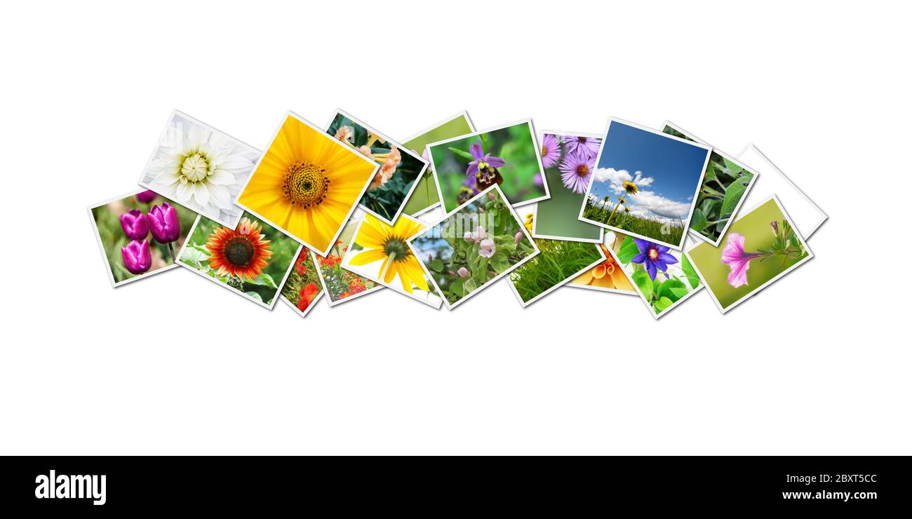 Flowers collage hi-res stock photography and images - Alamy