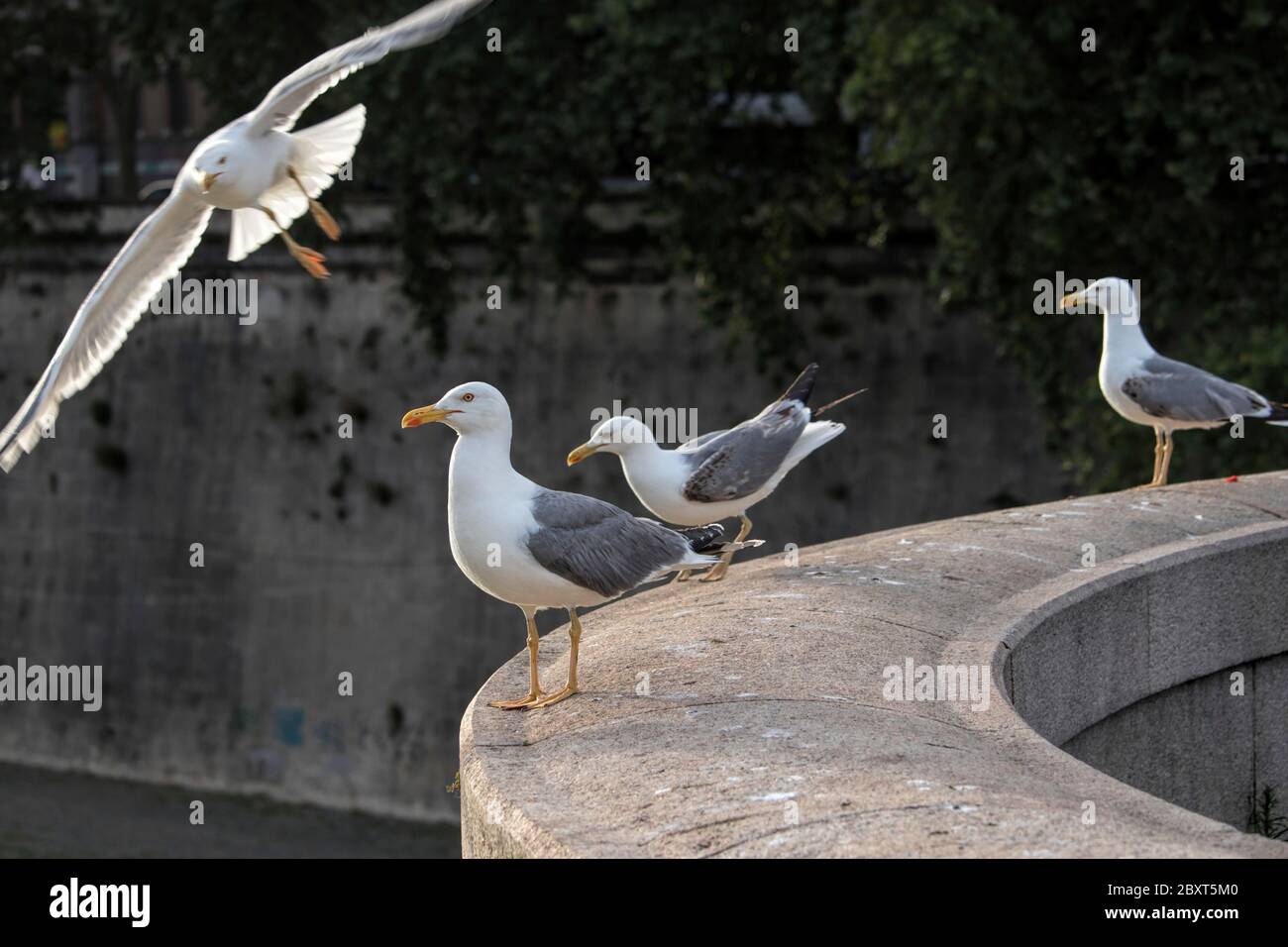 Seagulls in flight hi-res stock photography and images - Alamy