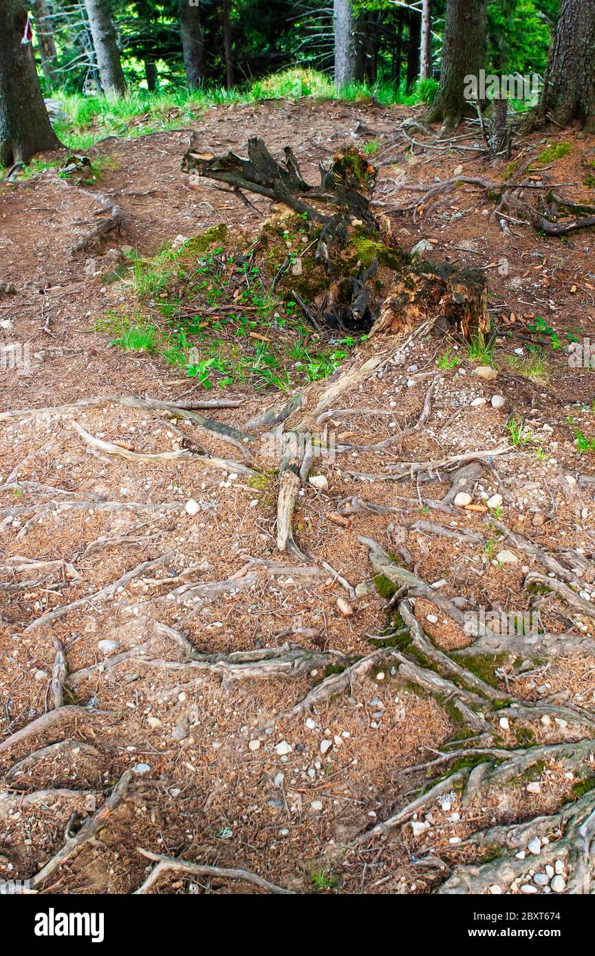 Curved tree roots hi-res stock photography and images - Alamy