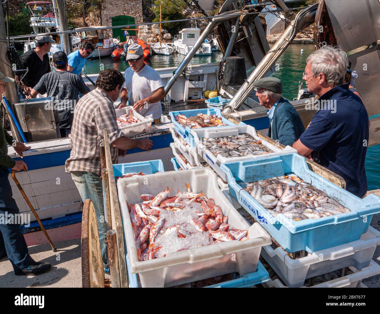Octopus calamari fresh snapper sardines hi-res stock photography and ...