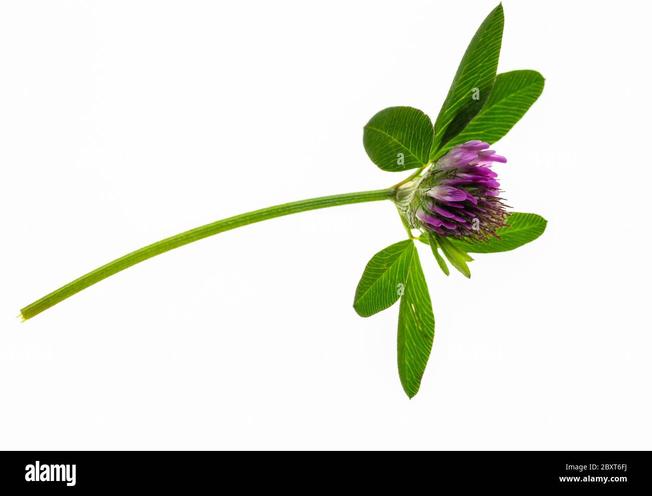 Purple clover flower. Field plant. Flower with green leaves. Clover on ...