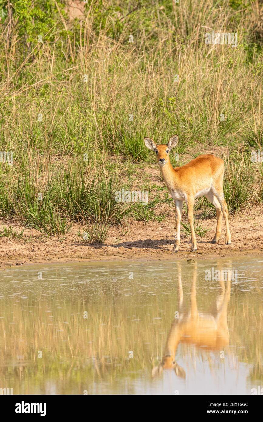 A young kob (Kobus kob) at a waterhole with reflection, Murchison Falls ...