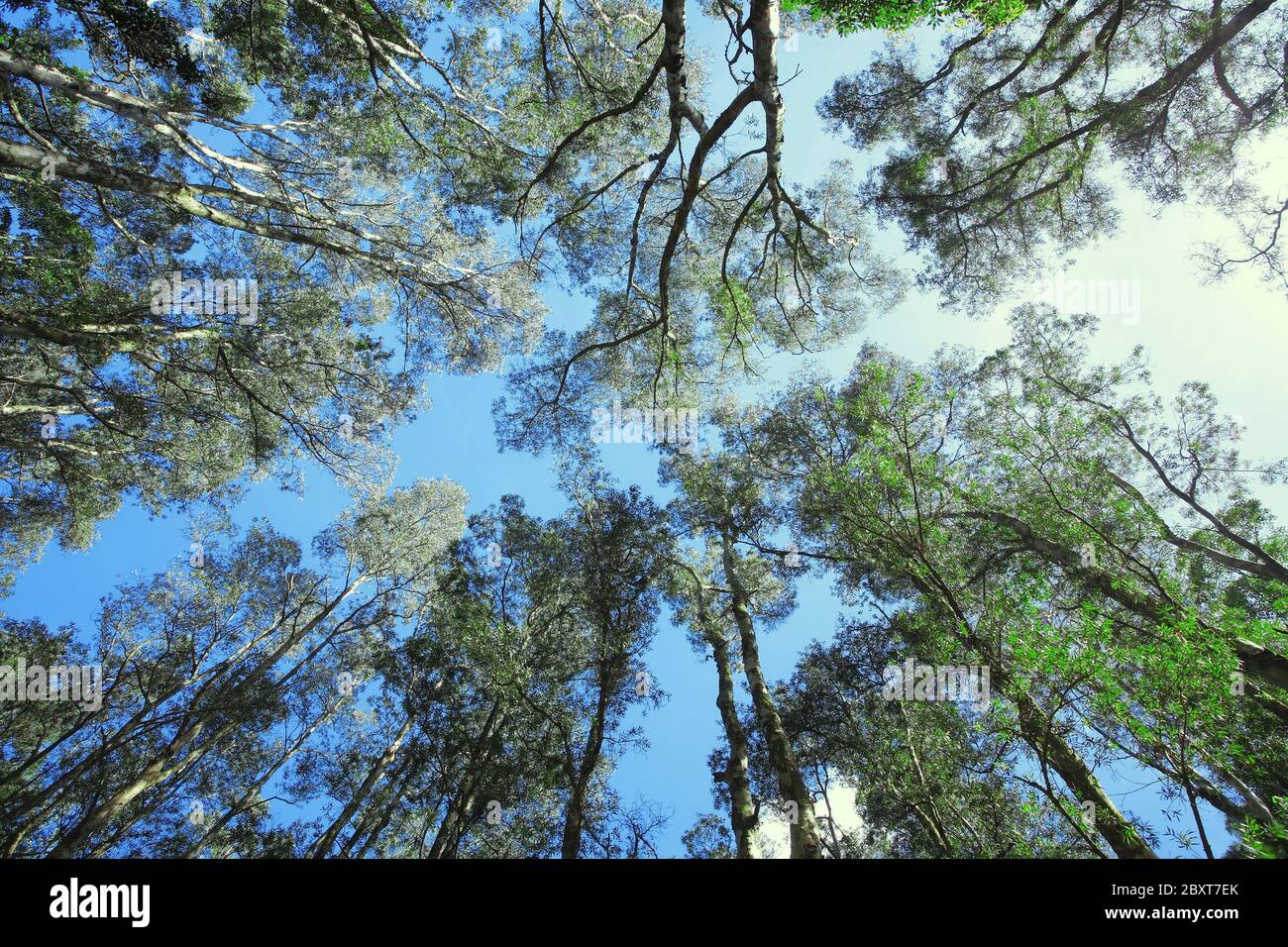 Tree canopy pattern hi-res stock photography and images - Alamy