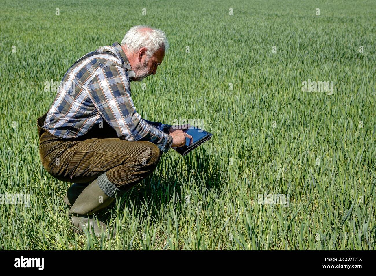 A farmer is crouching on the wheat field with his tablet computer Stock ...