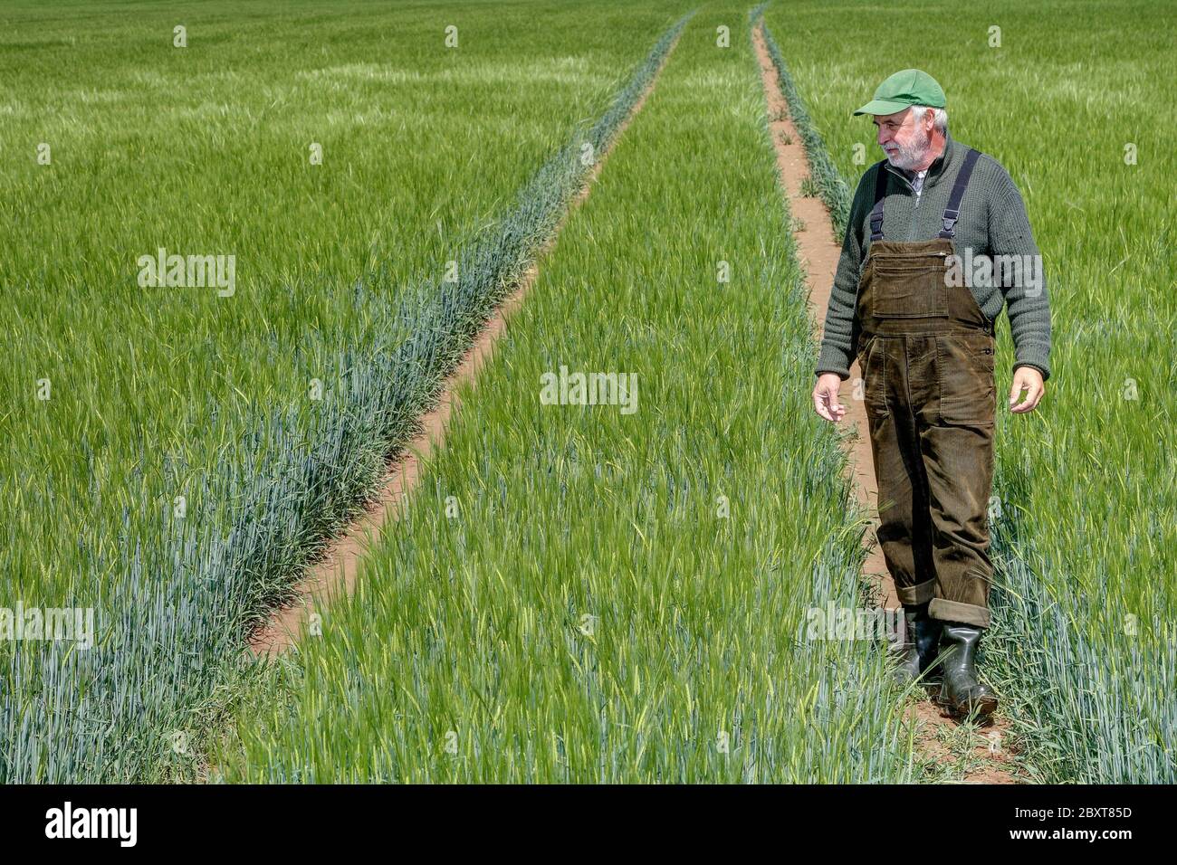 Grain inspection hi-res stock photography and images - Alamy