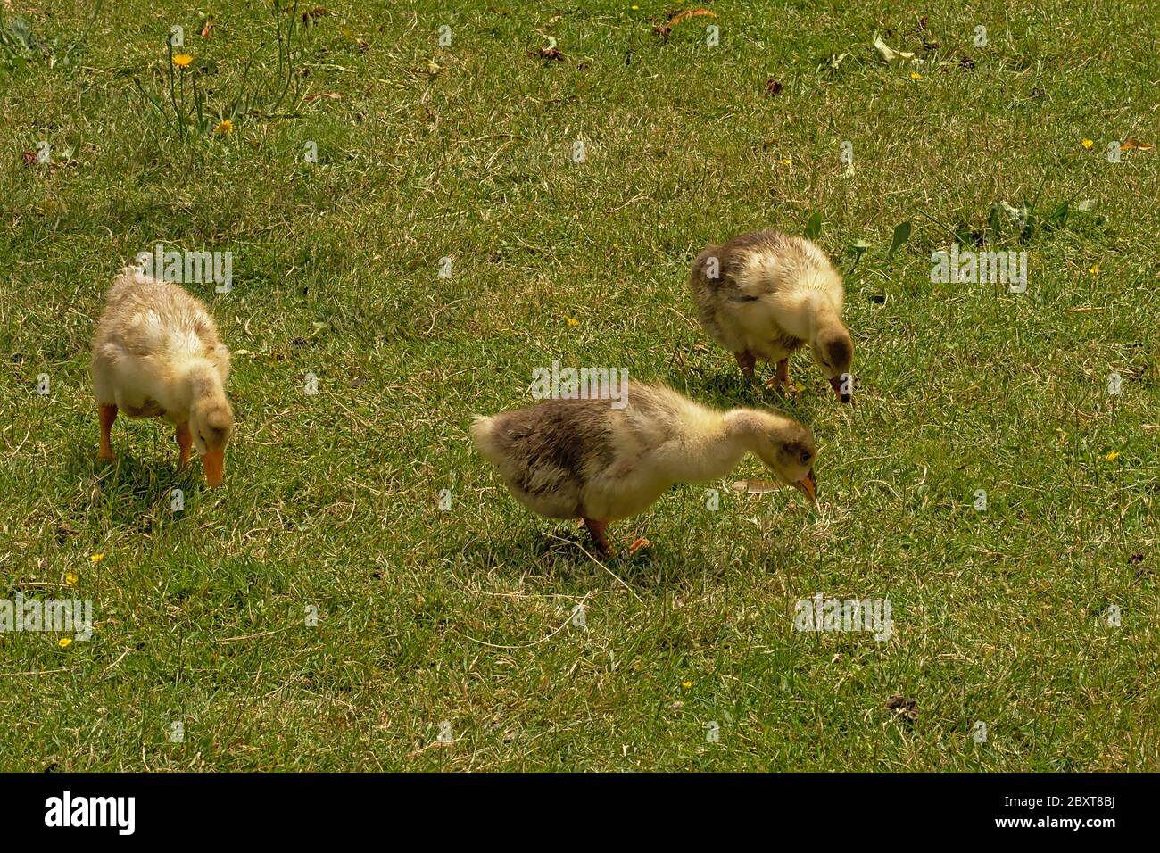 geese ducklings foraging for food in he grass Stock Photo - Alamy
