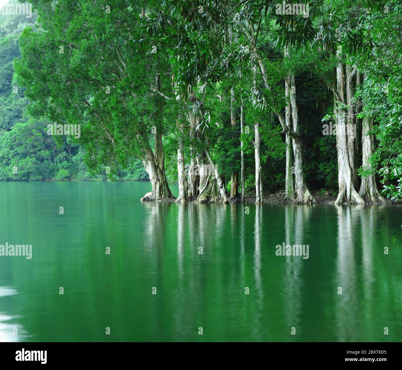 tree on water Stock Photo - Alamy