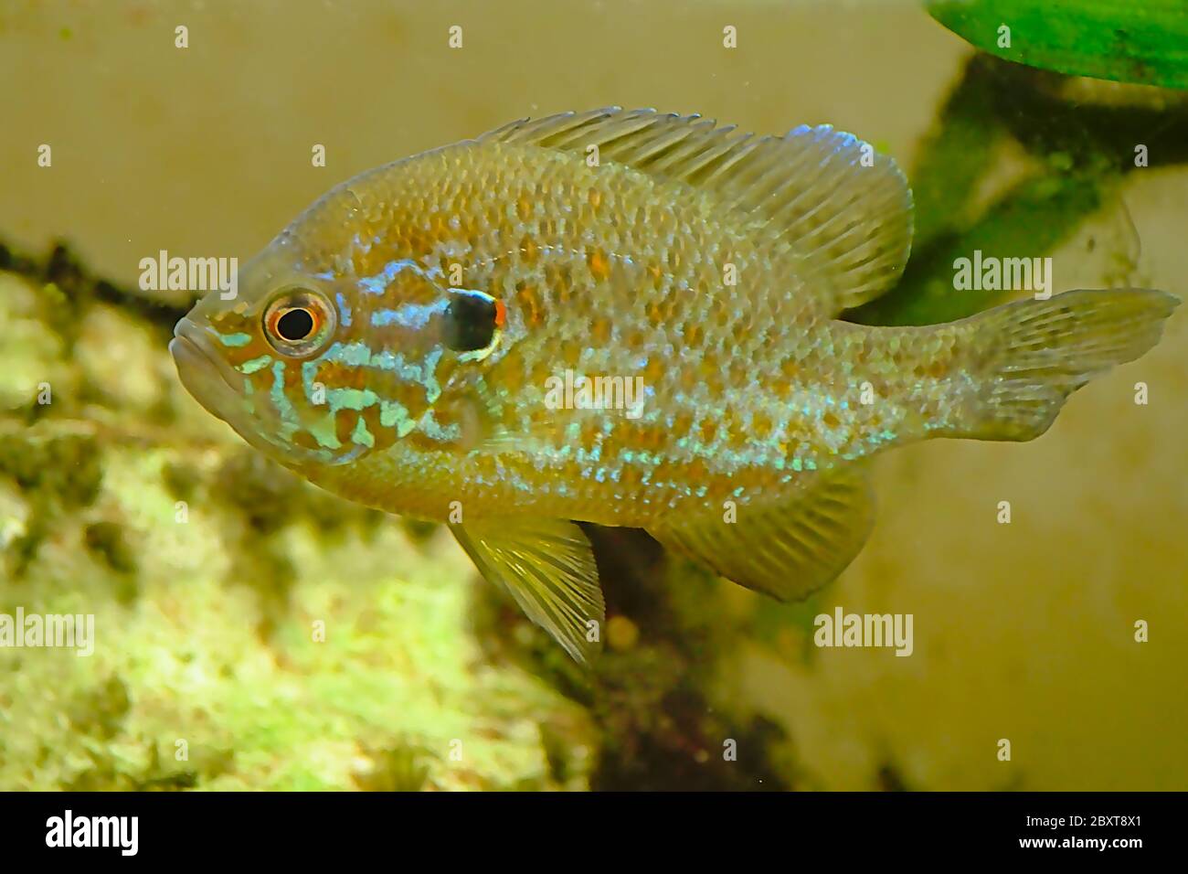 Green Sunfish High Resolution Stock Photography and Images - Alamy