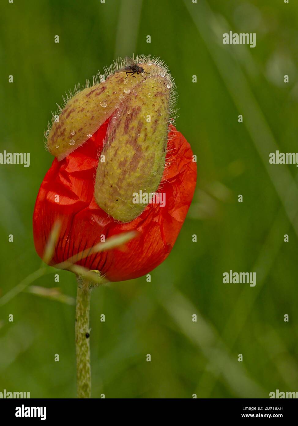 Breaking bud hi-res stock photography and images - Alamy