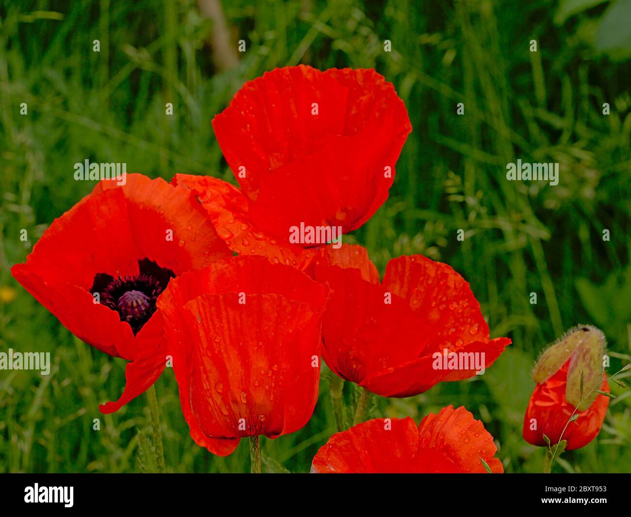 Bright red big poppy flowers in high green grass Stock Photo - Alamy