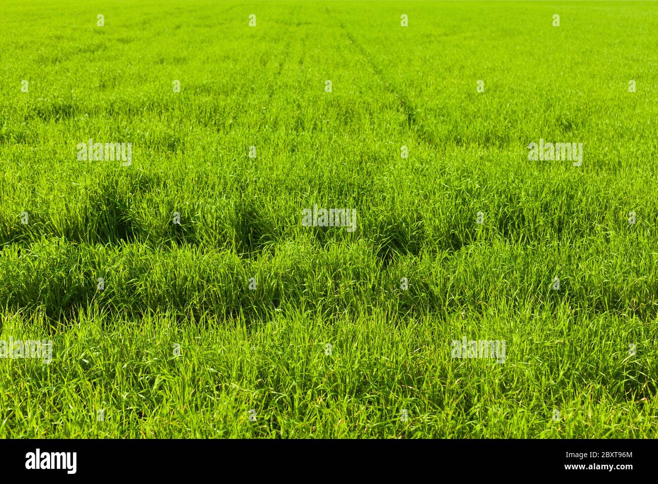 Sown green field on a farm in summer season Stock Photo - Alamy