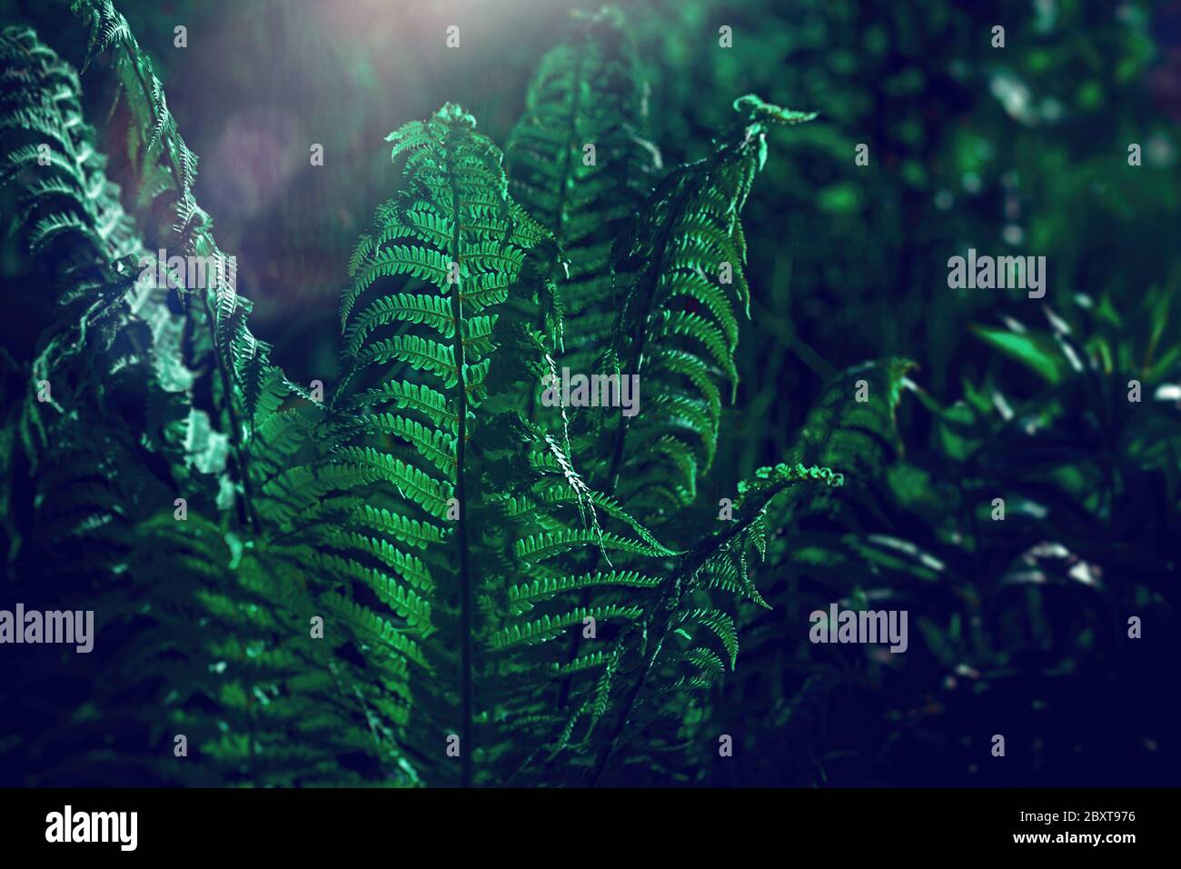 Green fern closeup in beautiful contrast light with lens flare Stock ...