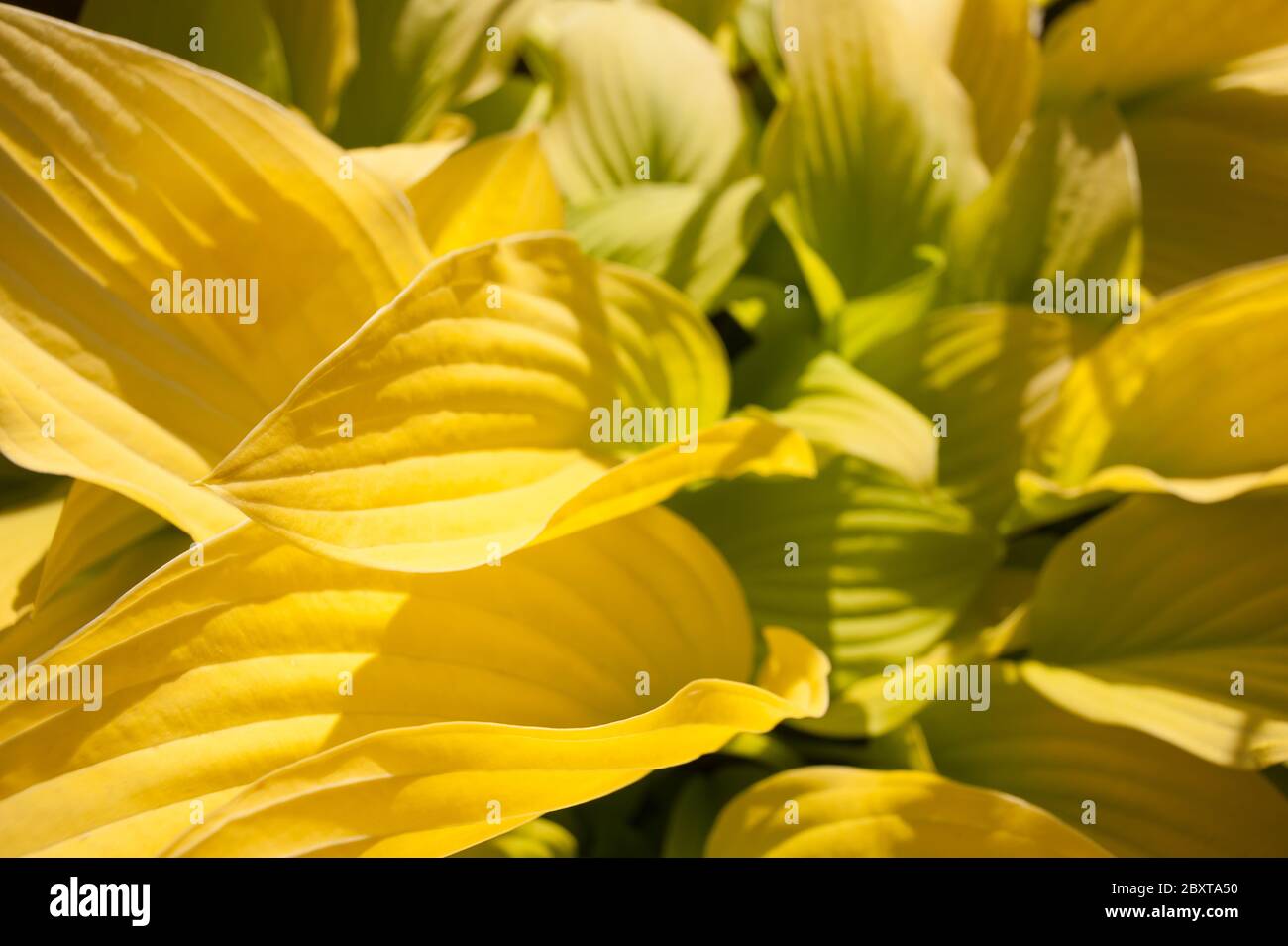 Hosta dancing queen hi-res stock photography and images - Alamy