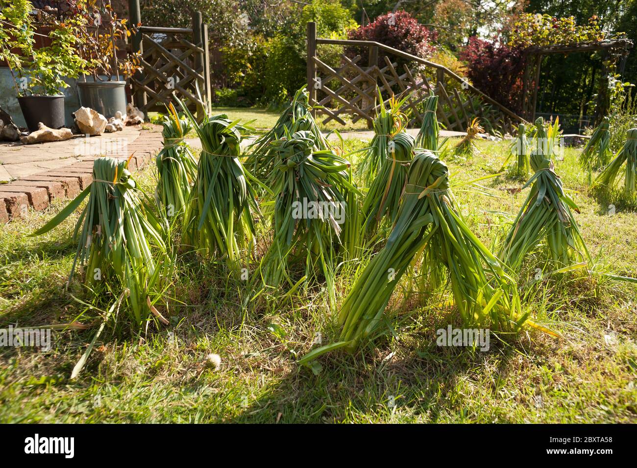 Strange daffodil hi-res stock photography and images - Alamy