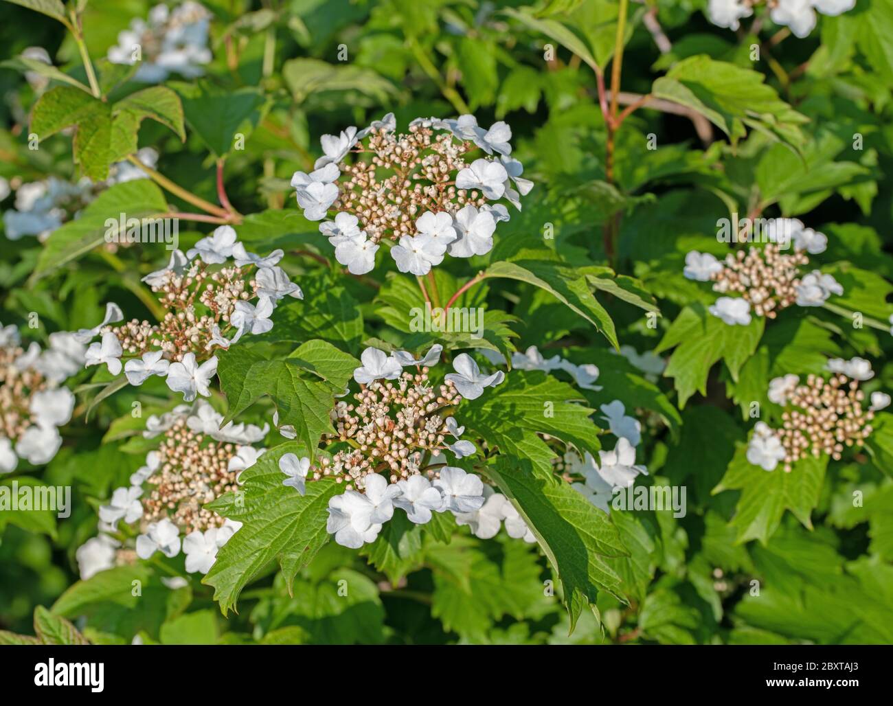 Flowering common snowball, Viburnum opulus, in spring Stock Photo - Alamy