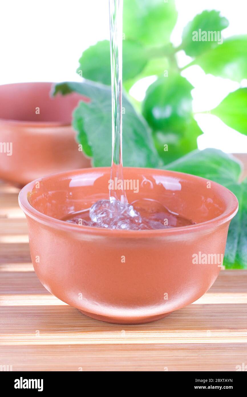 Tea tree melaleuca alternifolia leaves hi-res stock photography and ...