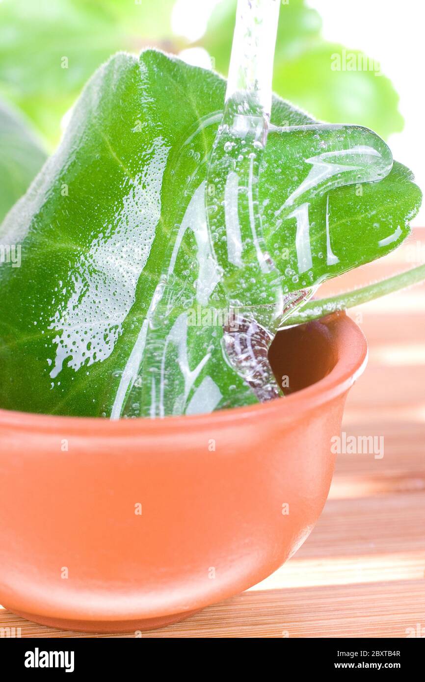 Melaleuca alternifolia hi-res stock photography and images - Alamy