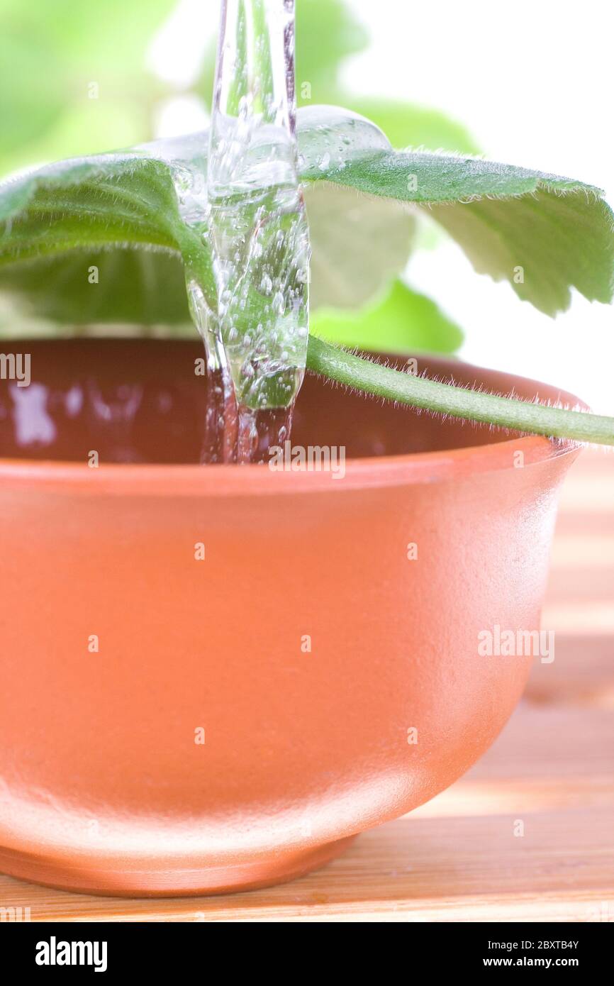 Melaleuca alternifolia tree hi-res stock photography and images - Alamy