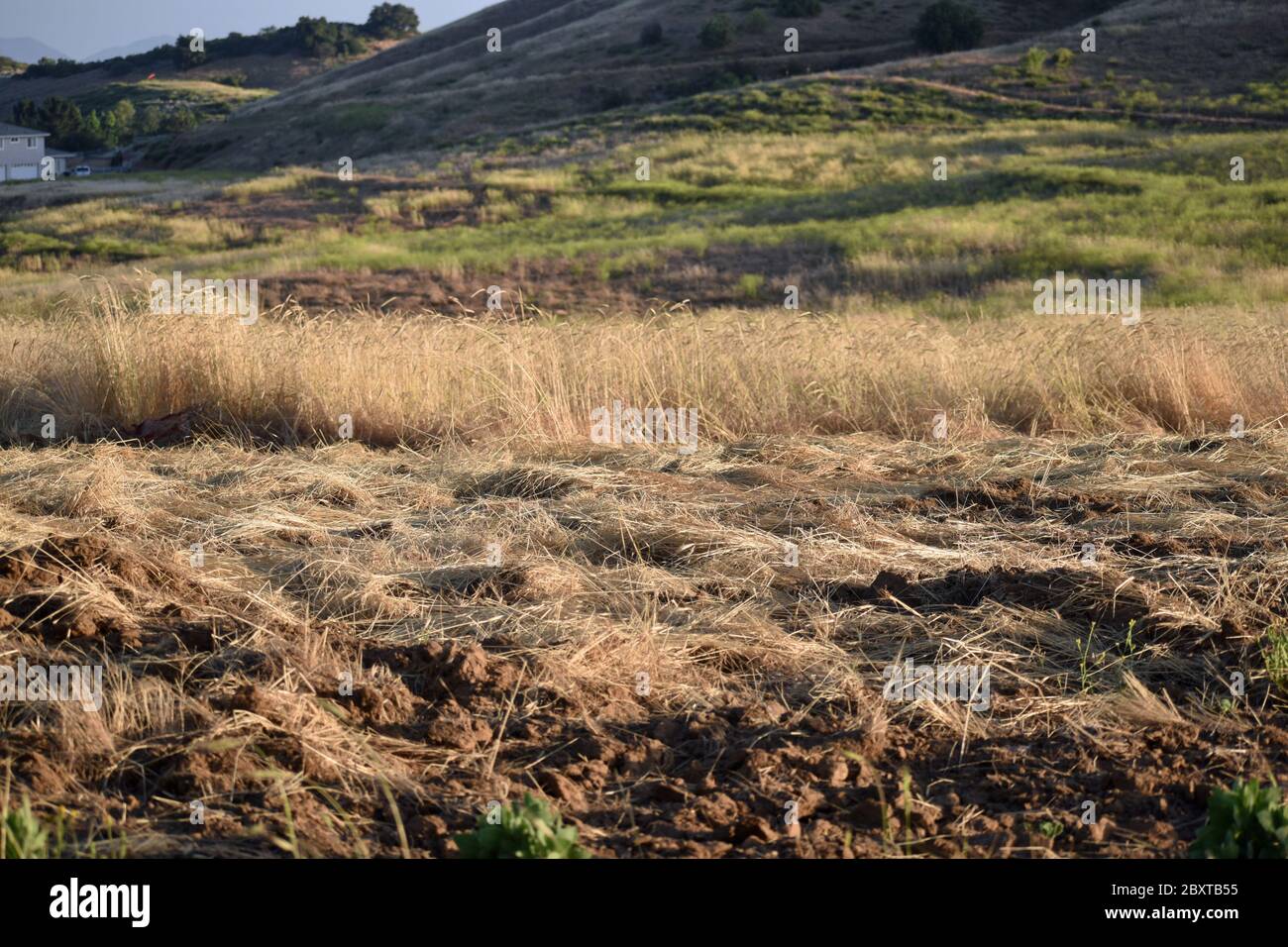 Open field of Wheat Grass and Meadows Stock Photo - Alamy