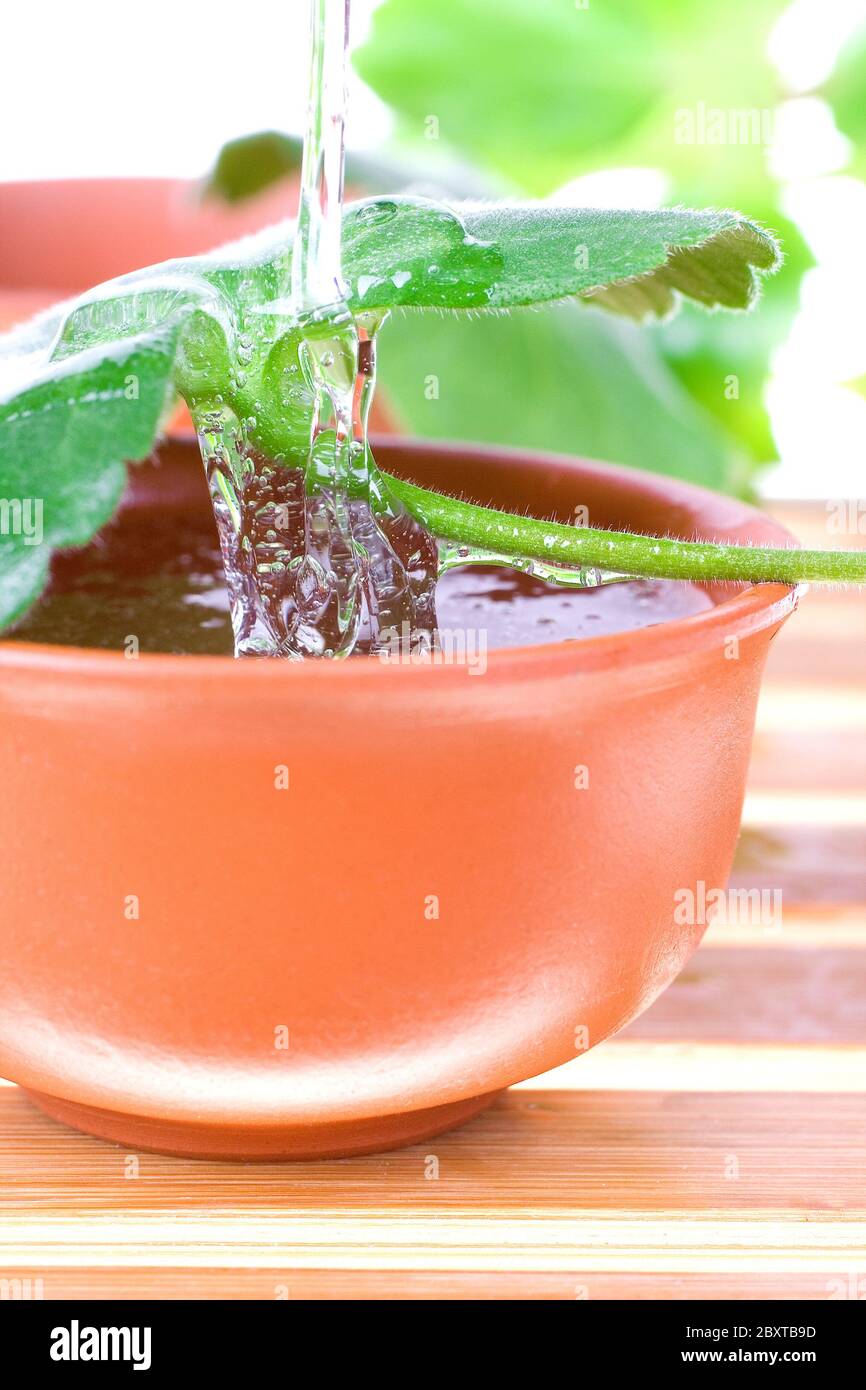 tea tree oil Stock Photo - Alamy