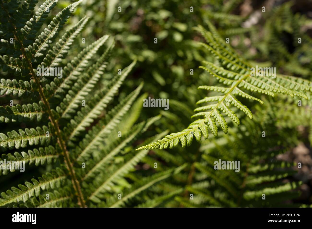 Aspidium Filix Mas High Resolution Stock Photography and Images - Alamy
