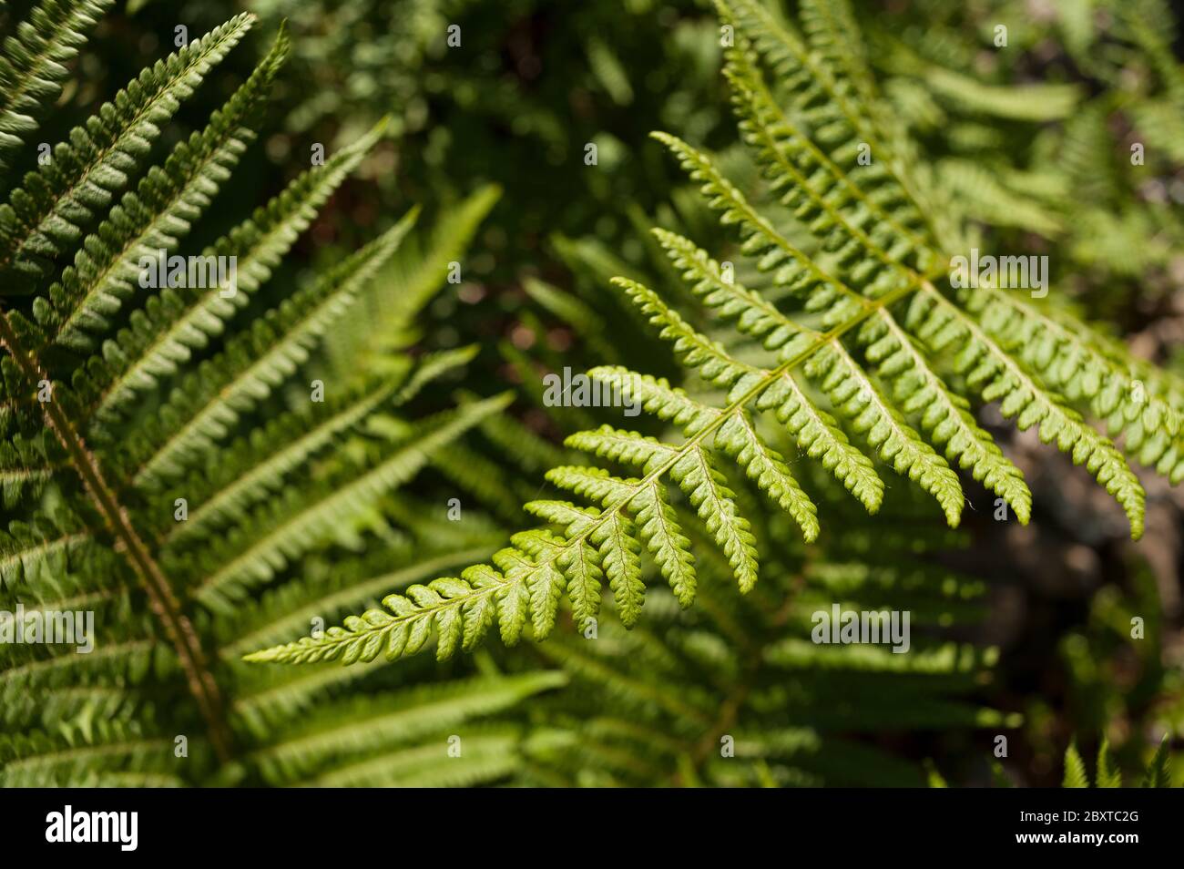 Tip of the frond is its apex hi-res stock photography and images - Alamy