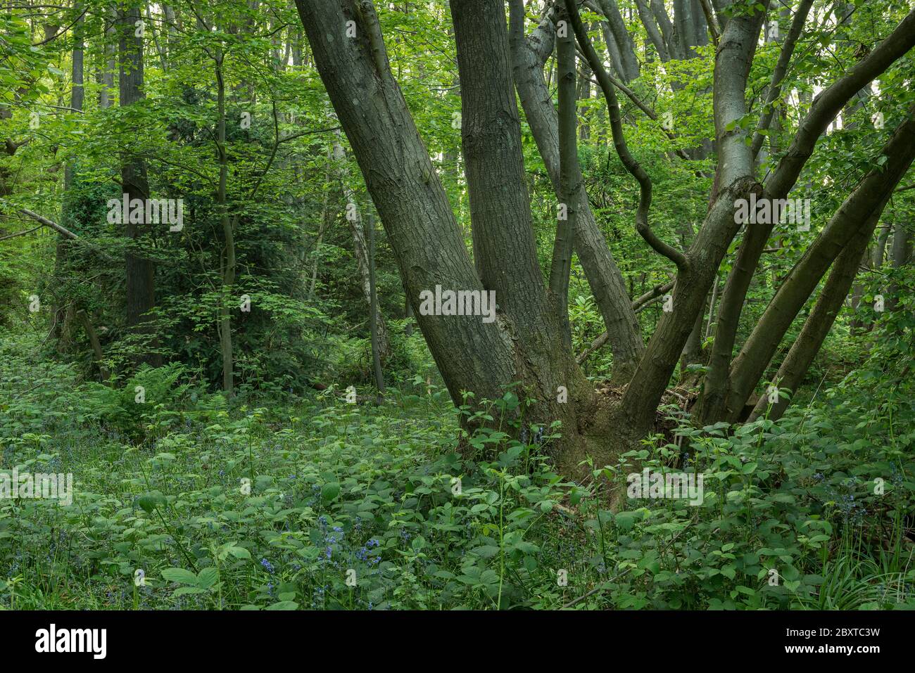 Common beech tree Fagus sylvatica, pollarded woodland now abandoned and ...