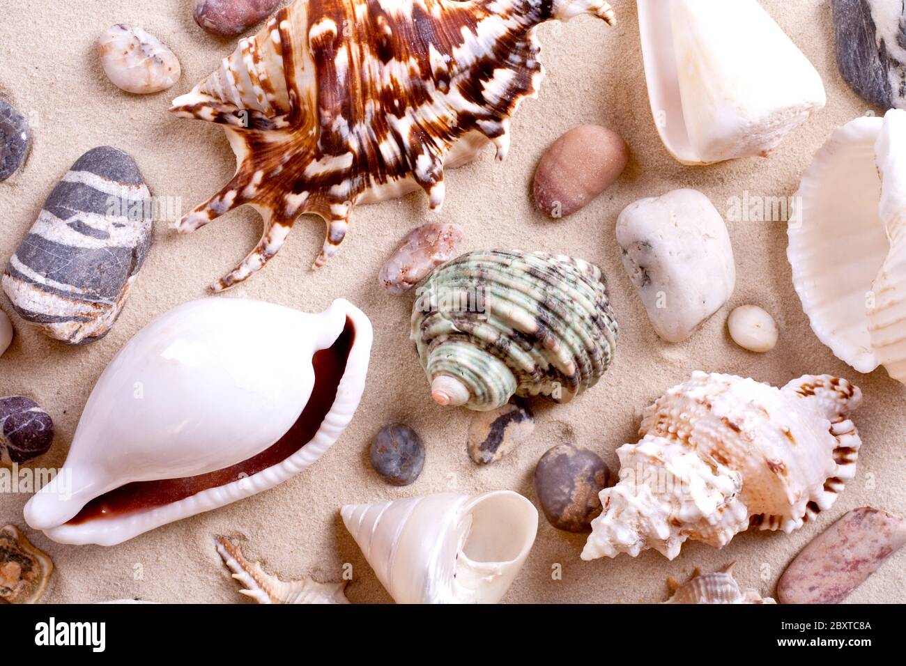 seashells in sand Stock Photo - Alamy